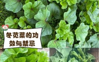 冬菜是什么菜_冬菜图片长什么样