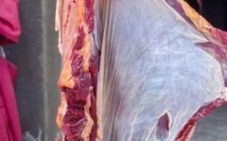 黄牛肉价格多少钱一斤_黄牛肉价格走势 黄牛肉价格多少钱一斤_黄牛肉价格走势