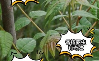 香椿的功效与副作用_哪些人不能吃
