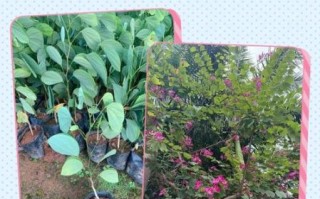 羊蹄甲和洋紫荆的区别_如何一眼分辨