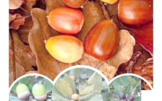 橡子粉的作用与功效_橡子粉怎么吃才健康