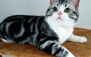 起司猫是什么品种_起司猫动画片好看吗