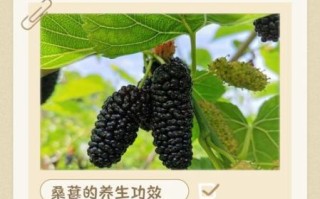 桑葚一天吃多少粒最好_吃多了会怎样