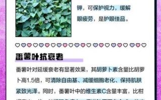红薯叶的营养价值_红薯叶的功效与作用
