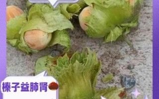 女人吃榛子有什么好处_榛子对女性的功效