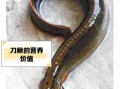 刀鳅鱼多少钱一斤_刀鳅鱼怎么做好吃