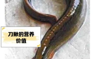 刀鳅鱼多少钱一斤_刀鳅鱼怎么做好吃