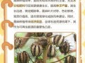 麻油叶是什么_麻油叶的功效与作用