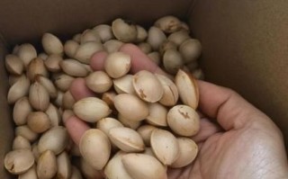 白果怎么吃_白果一天吃多少粒