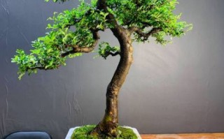 榆树风水禁忌_家门口种榆树好吗