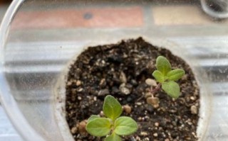 香草app安卓下载_如何安全安装香草app