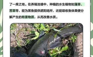 黑鱼吃什么长得快_黑鱼饲料配方