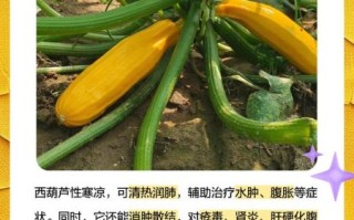 西胡瓜的功效与作用_西胡瓜的禁忌人群