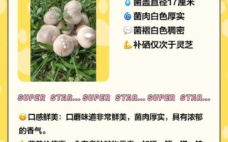 白色蘑菇怎么炒好吃_白色蘑菇炒多久才熟