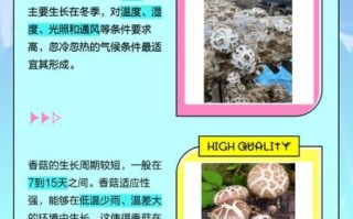 花菇和香菇哪个好_花菇和香菇的区别