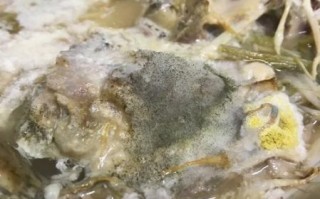 乌鱼汤怎么做好吃_乌鱼汤的做法步骤