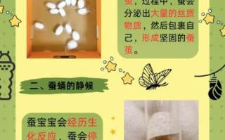 蚕蛹变蛾子需要几天_蚕蛹变蛾子的过程