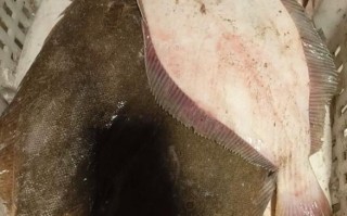 鸦片鱼价格多少钱一斤_鸦片鱼为什么这么贵