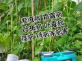 豇豆锈病用什么药防治效果最好_豇豆锈病防治特效药推荐