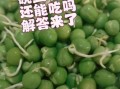 发芽的豌豆粒可以吃吗_怎么判断安全