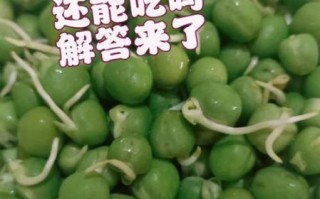 发芽的豌豆粒可以吃吗_怎么判断安全