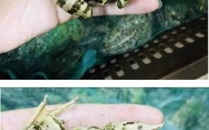 黑斑蛙怎么养_黑斑蛙吃什么