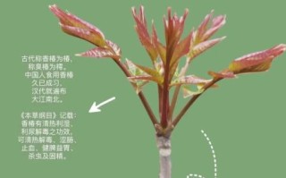 香椿怎么吃最好_香椿药用价值有哪些