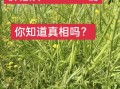 油菜种子怎么选_油菜种子价格多少钱一斤