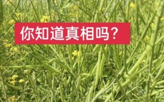 油菜种子怎么选_油菜种子价格多少钱一斤