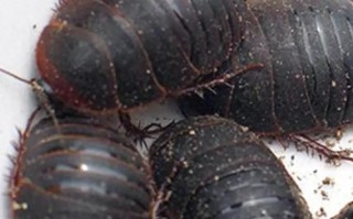 土鳖虫毒性有多大_土鳖虫中毒症状及处理