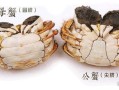 大闸蟹什么时候最肥_公蟹母蟹最佳品尝期