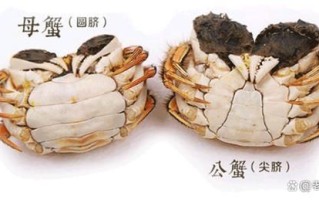 大闸蟹什么时候最肥_公蟹母蟹最佳品尝期