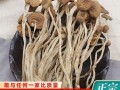 茶树菇怎么挑选_茶树菇和香菇的区别