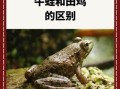 青蛙和田鸡是一样的吗_青蛙和田鸡的区别