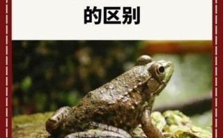 青蛙和田鸡是一样的吗_青蛙和田鸡的区别