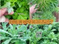 青团子有几种草可以做_青团子用什么草最香