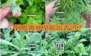 青团子有几种草可以做_青团子用什么草最香
