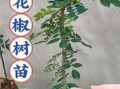 花椒树苗多少钱一棵_如何挑选优质花椒树苗