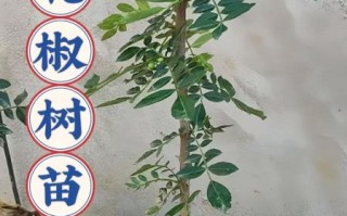 花椒树苗多少钱一棵_如何挑选优质花椒树苗
