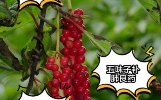五味子茶怎么做_五味子茶的功效与禁忌