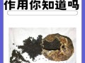 麝香是什么东西_麝香的功效与作用