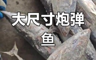 鲣鱼多少钱一斤_鲣鱼价格行情