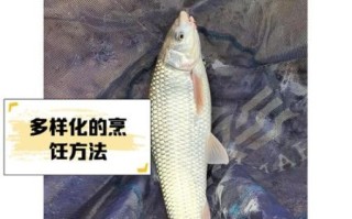 野生鲮鱼图片_如何辨别真假