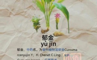 郁金副作用有哪些_郁金毒性大吗