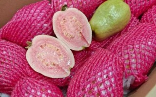 草莓番石榴图片_如何挑选成熟果实