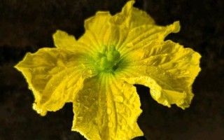 丝瓜花图片怎么拍_丝瓜花长什么样