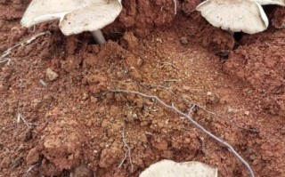 野生鸡枞菌长什么样_如何辨别真假鸡枞菌