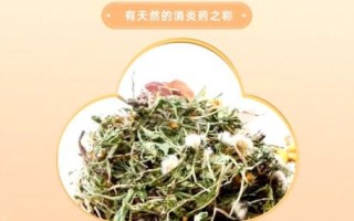 蒲公英茶的功效与作用及禁忌_哪些人不能喝