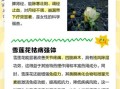 雪莲花对什么病最有疗效_雪莲花治风湿关节炎效果好吗