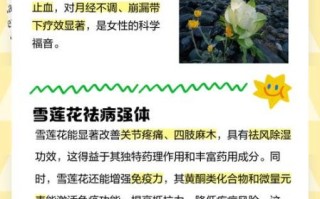 雪莲花对什么病最有疗效_雪莲花治风湿关节炎效果好吗